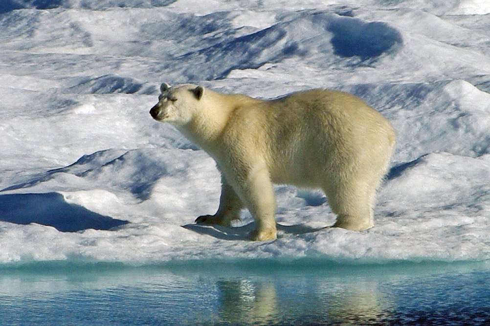 Gera o Polar Portugal Dia Internacional Do Urso Polar Gera o Polar Portugal Dia Internacional Do Urso Polar
